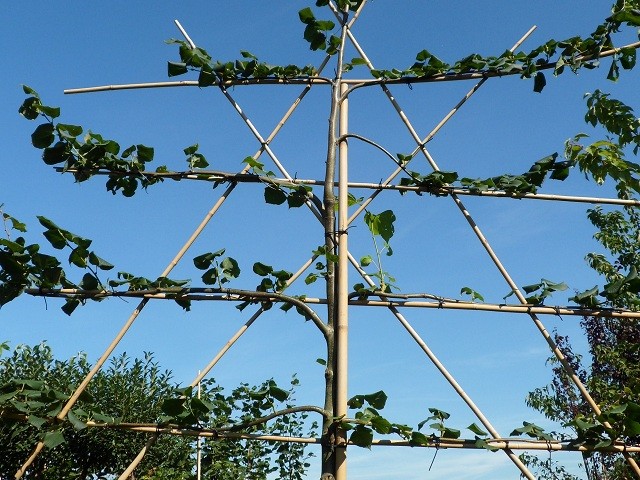 Leilinde boom en Dakplataan boom